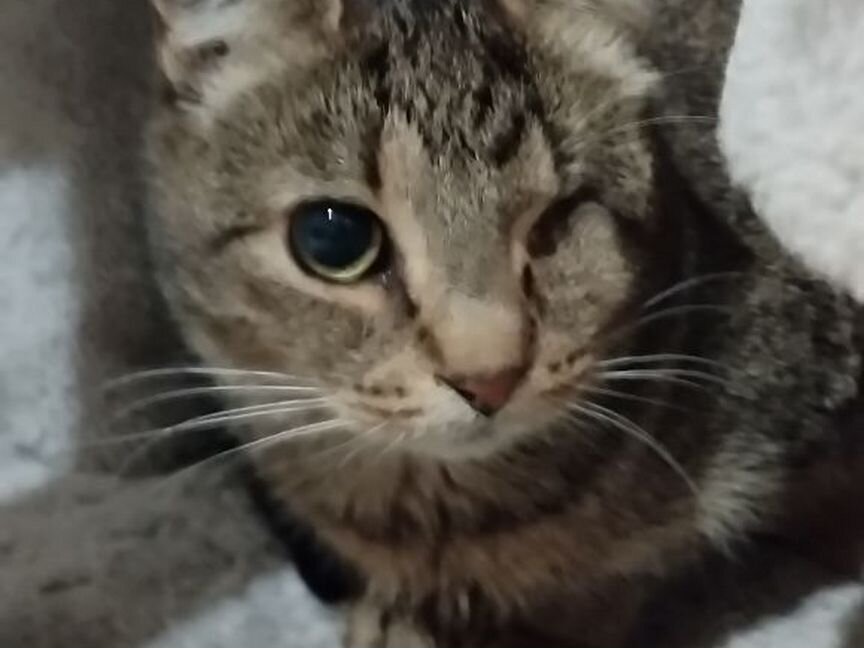 Кошка очень ищет свой дом