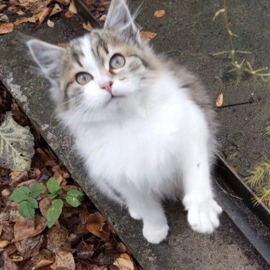Котик в добрые руки