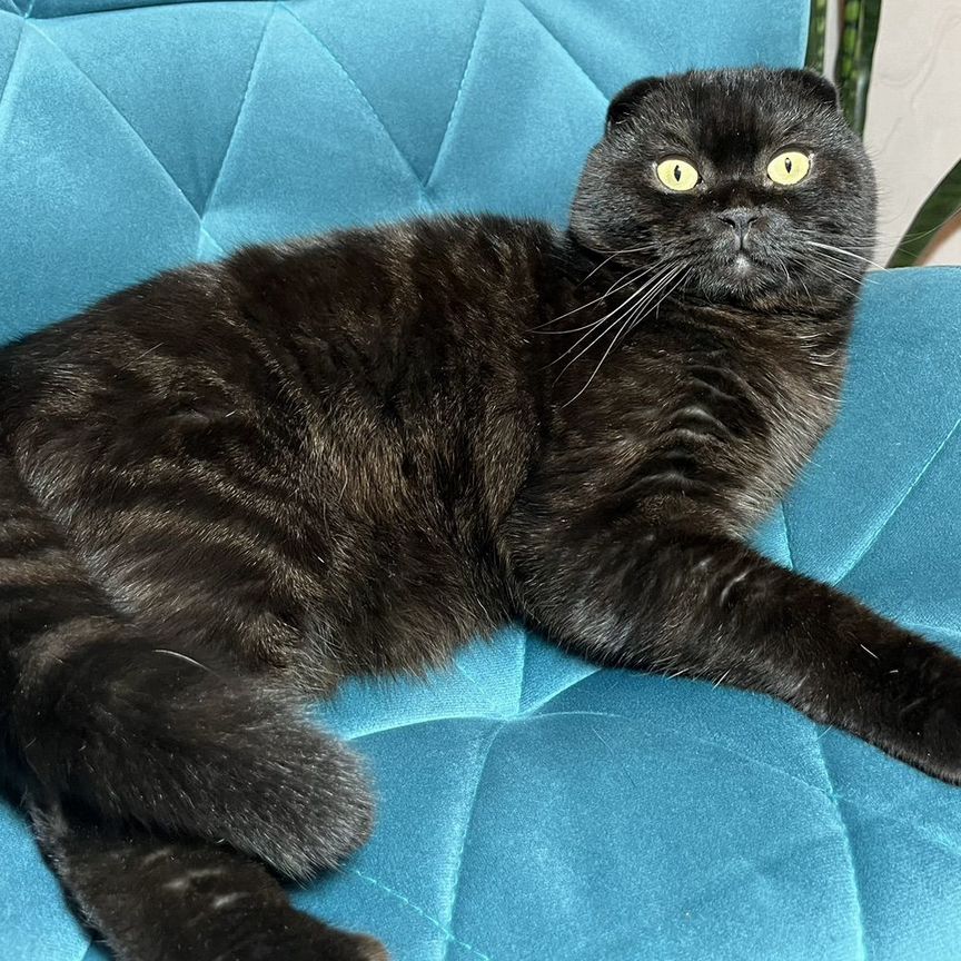 Шотландский кот вязка