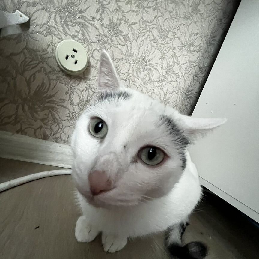Белый кот, 1,5-2 года, в добрые руки