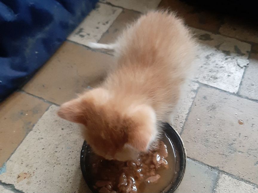 Котики бесплатно в добрые руки