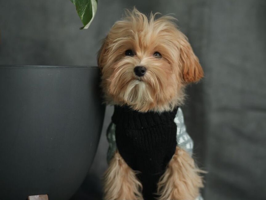 Мальчик Мальтипу f1