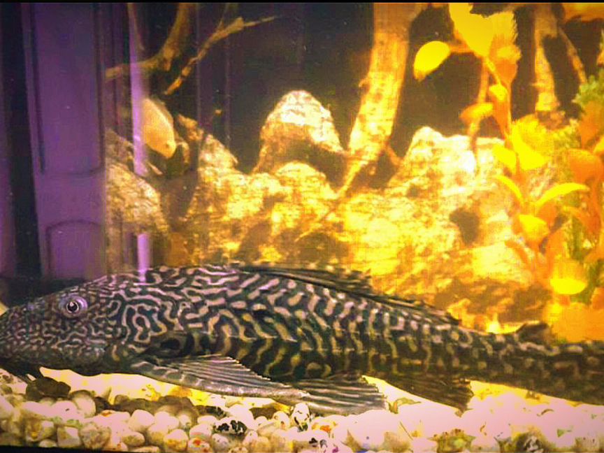 Сомик Анциструс