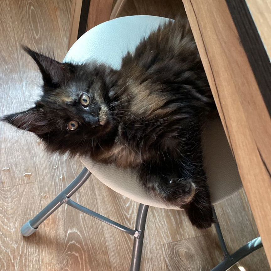 Кошки майкун