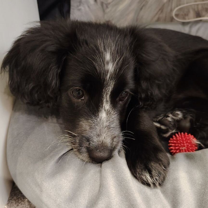 Щенок кокер спаниеля бесплатно