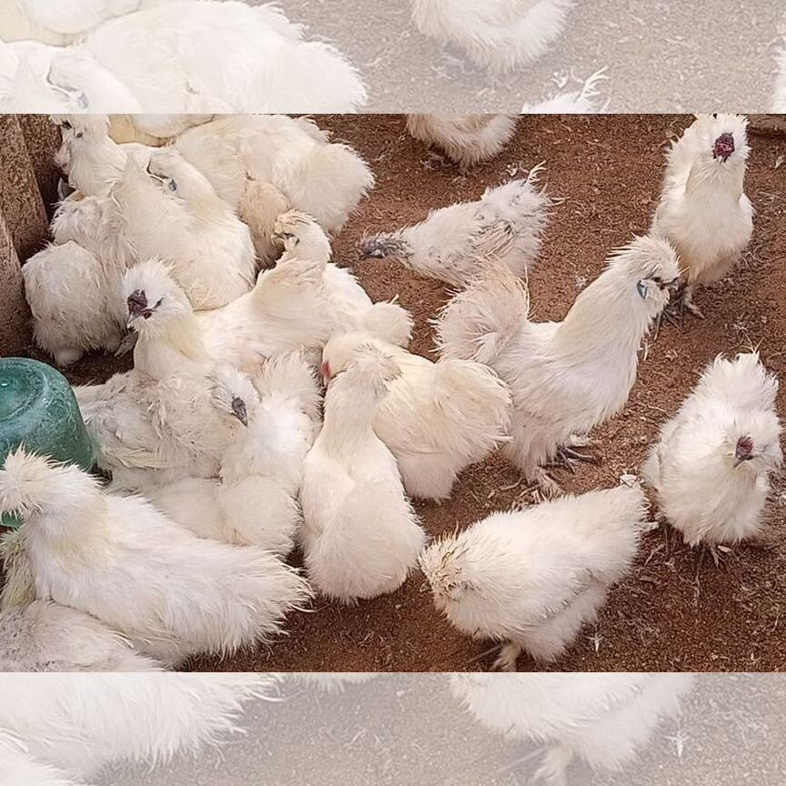 Петушок Китайский Шелковый