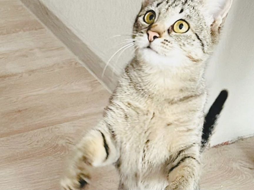 Ласковый котенок (девочка )в добрые руки