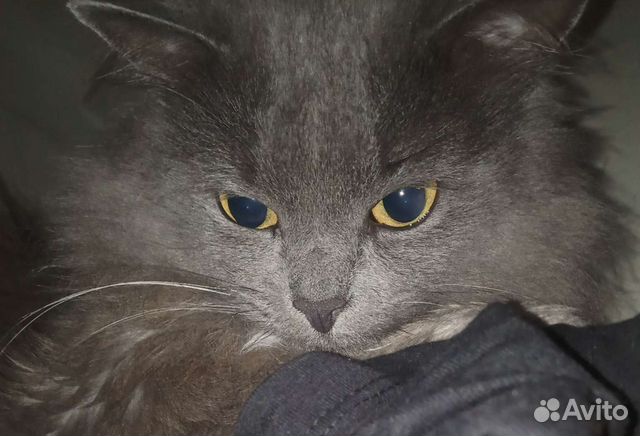 Кот от породистых родителей