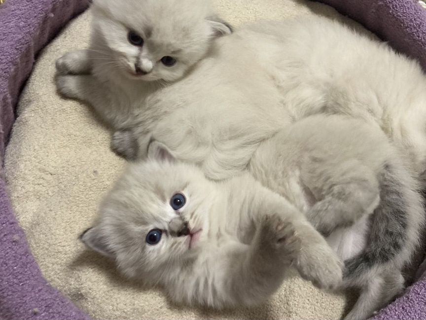 Невские маскарадные котята