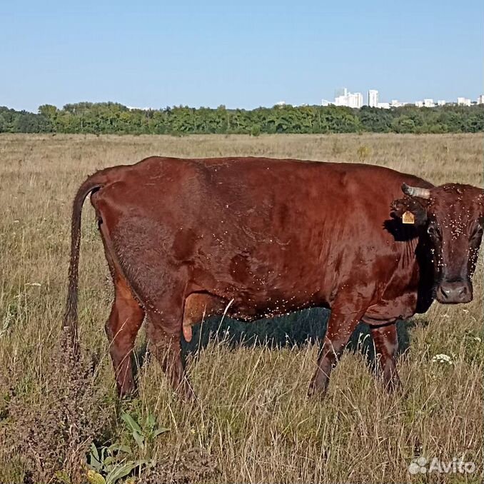 Продаётся корова четыре года молоко жирное