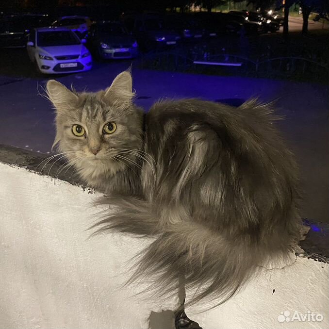 Нашел кошку