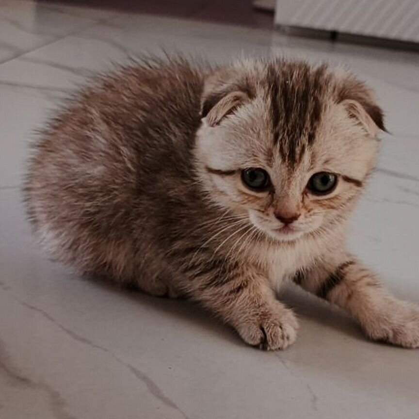 Шотландский вислоухий короткошёрстный котёнок