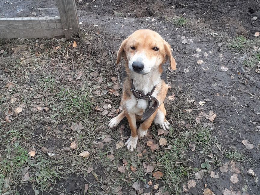 Русская гончая