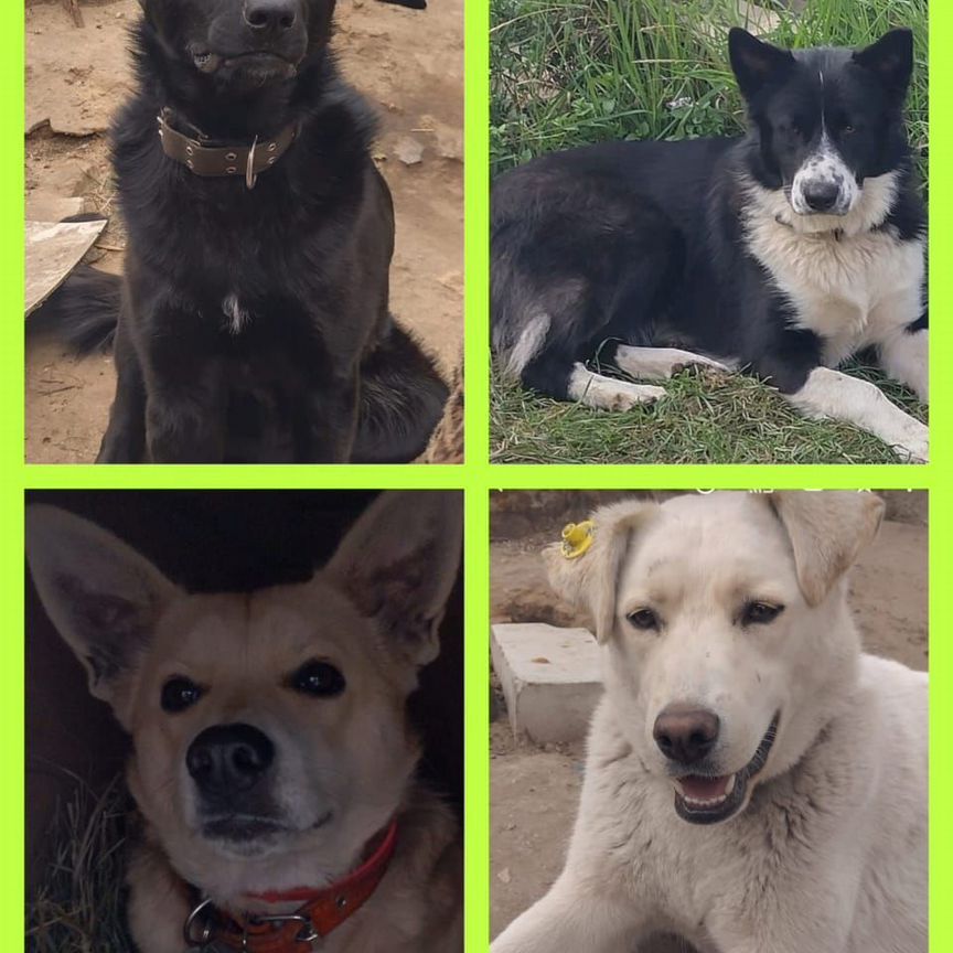 Собака в добрые руки отдам бесплатно