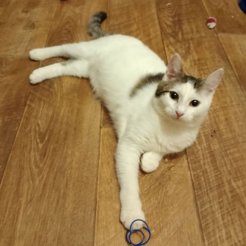 Котёнок в добрые руки