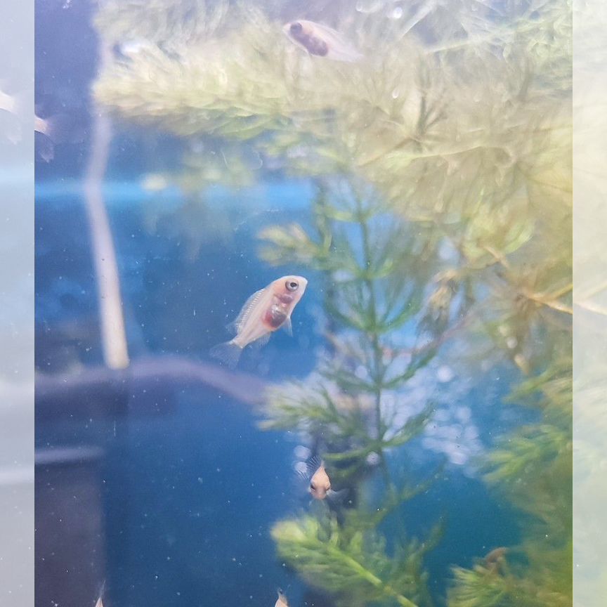 Мальки цихлид