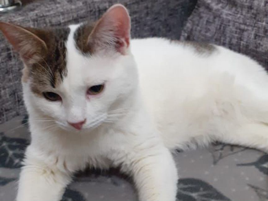 Котёнок Елисей