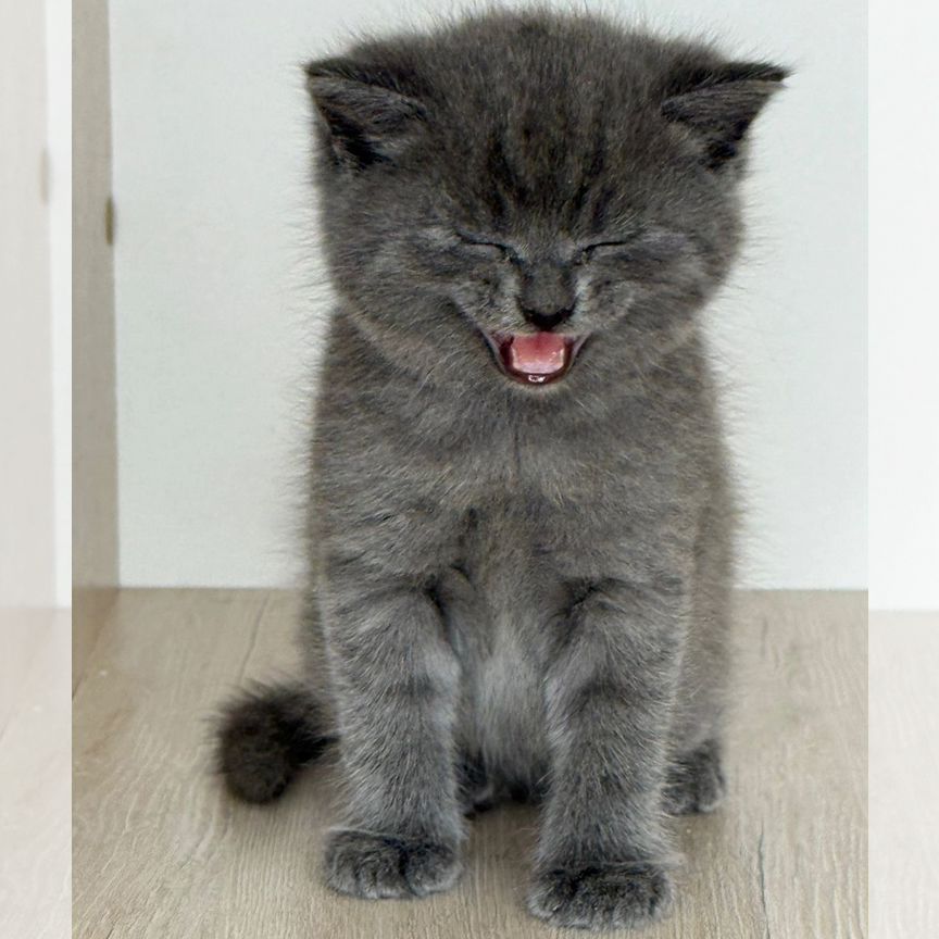 Котенок