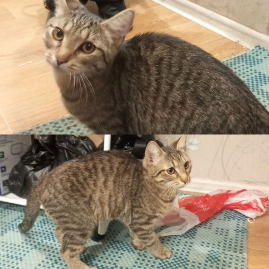 Молодой котик ищет дом