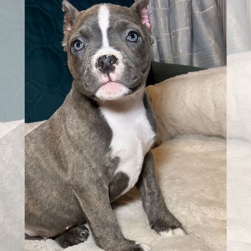 Американский булли, щенок