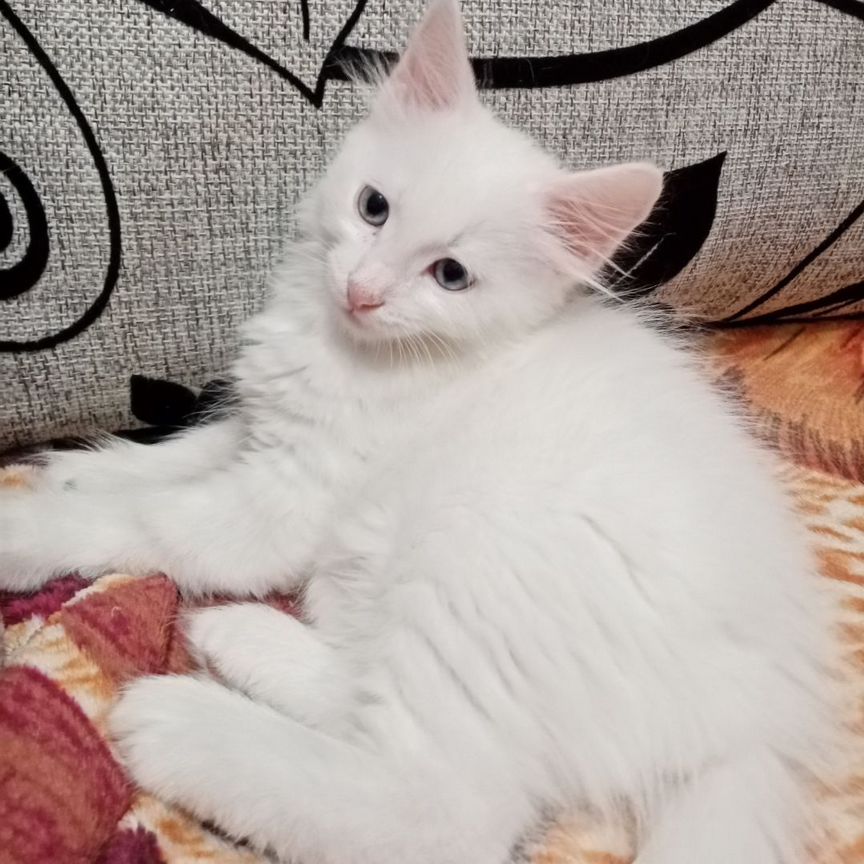 Отдам котика в добрые руки