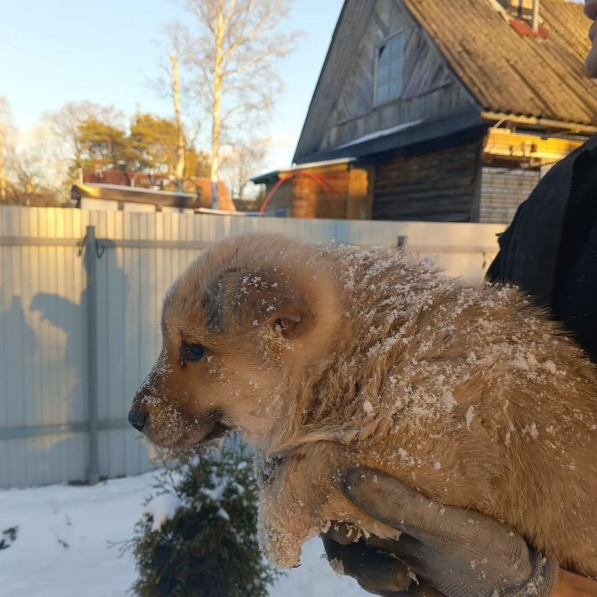 Рыжий щеночек