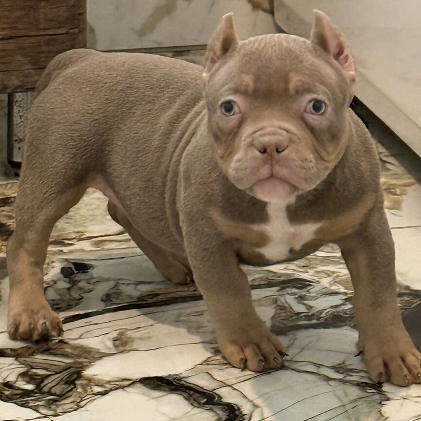 Американский булли, щенок