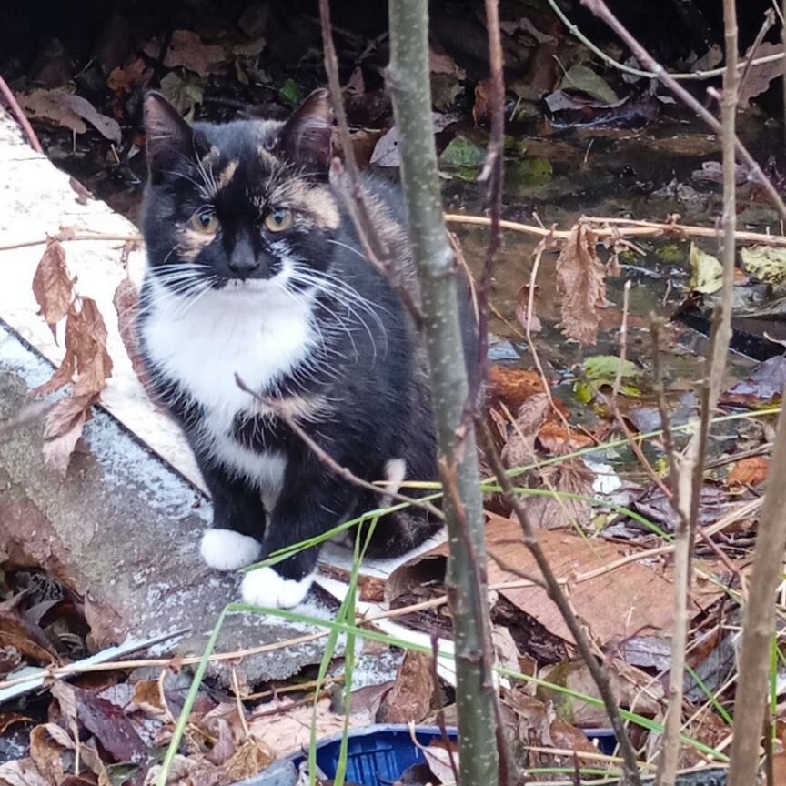 Котята в добрые руки бесплатно