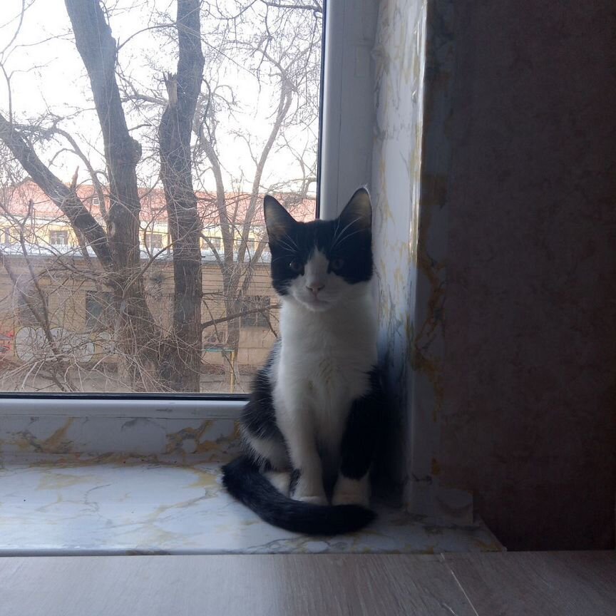 Котенок