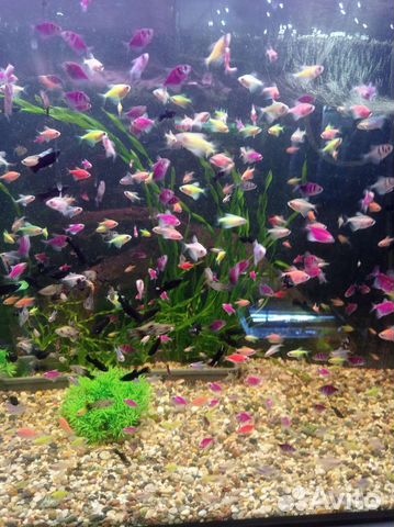 Тернеции гло