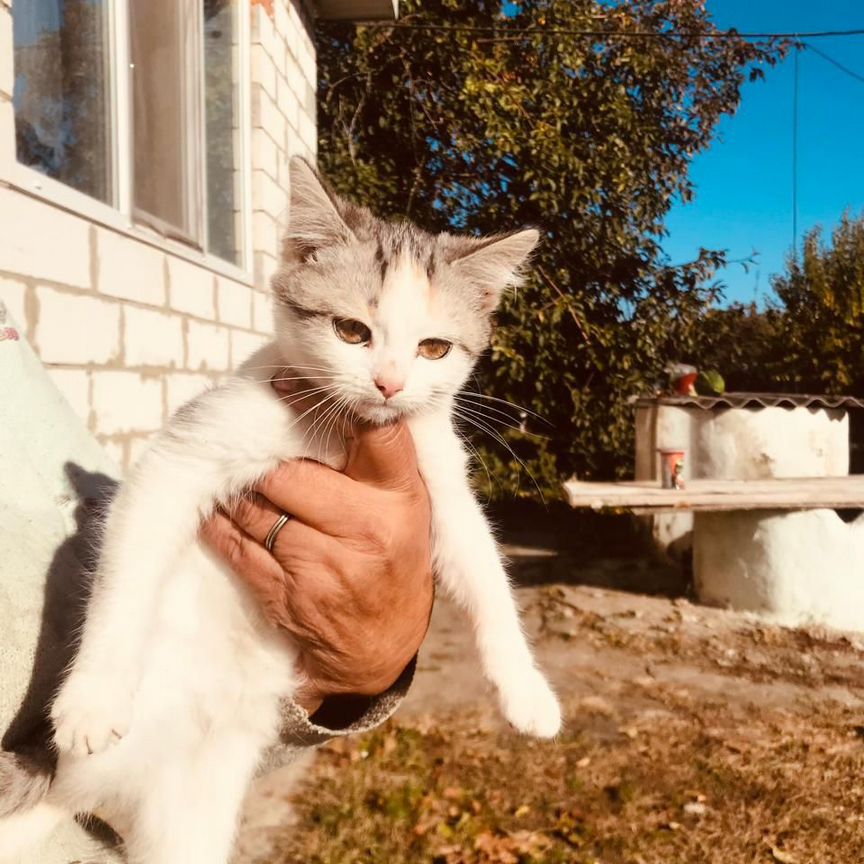 Британские котята