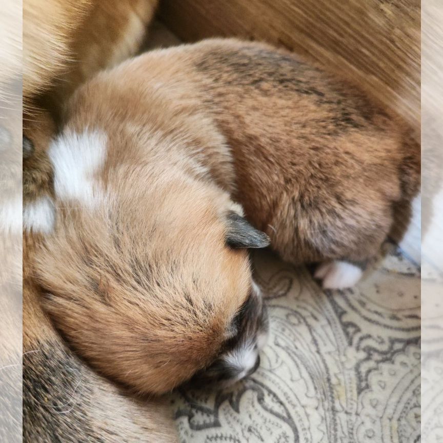 Вельш Корги Пемброк, щенок