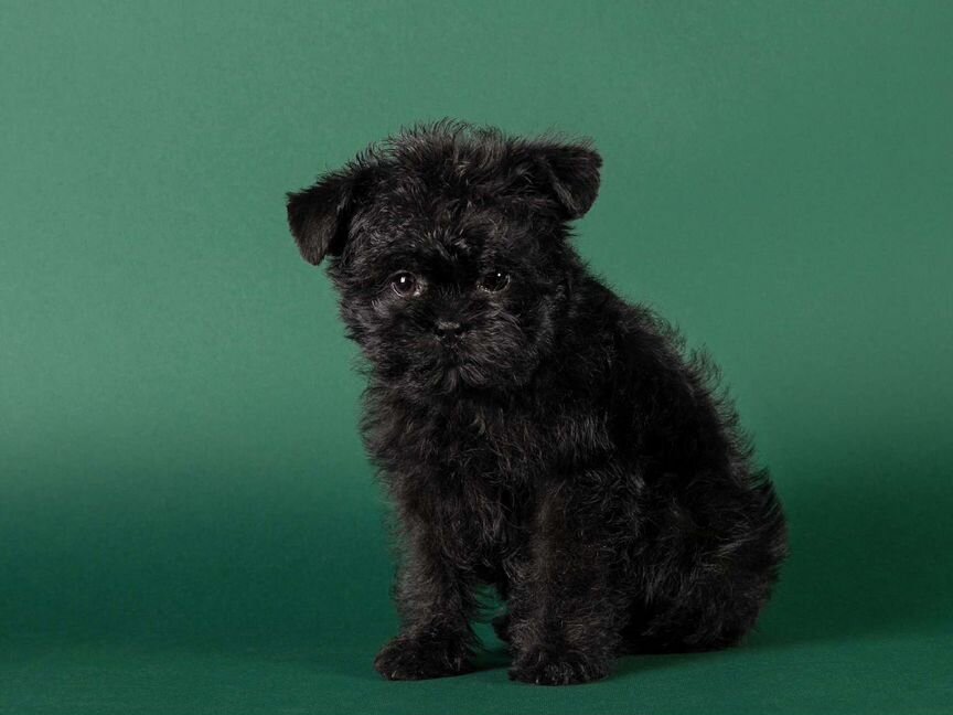 Аффенпинчер