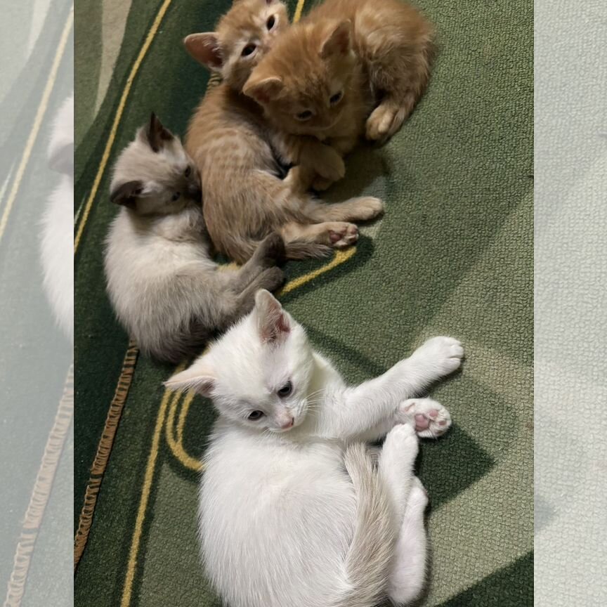 Котёнок в добрые руки