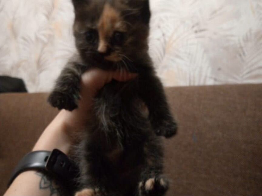 Британские котята