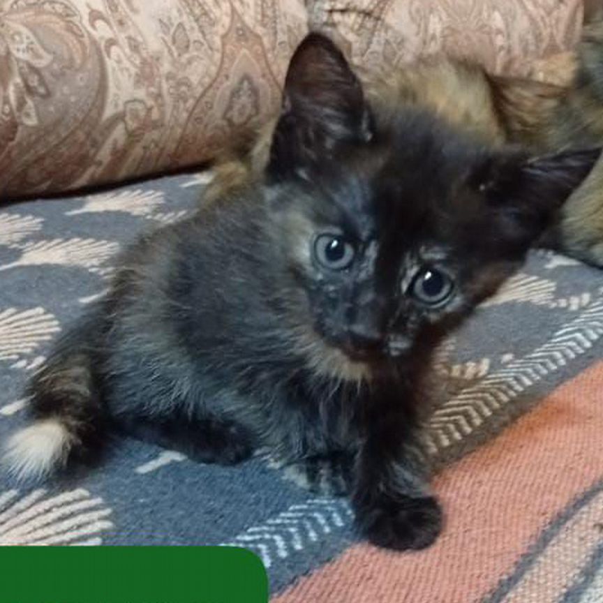 Сибирский котёнок