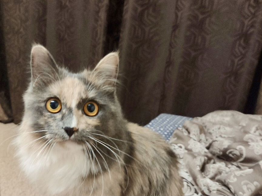 Кошечка в добрые руки