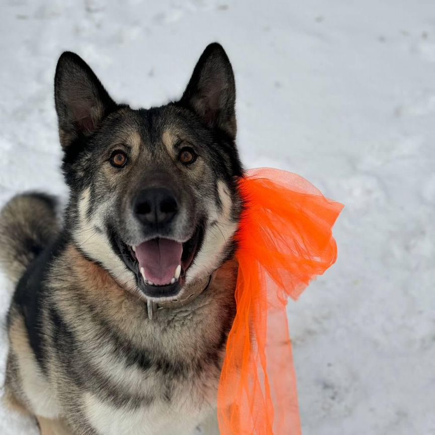 Волчок ищет тепло и семью