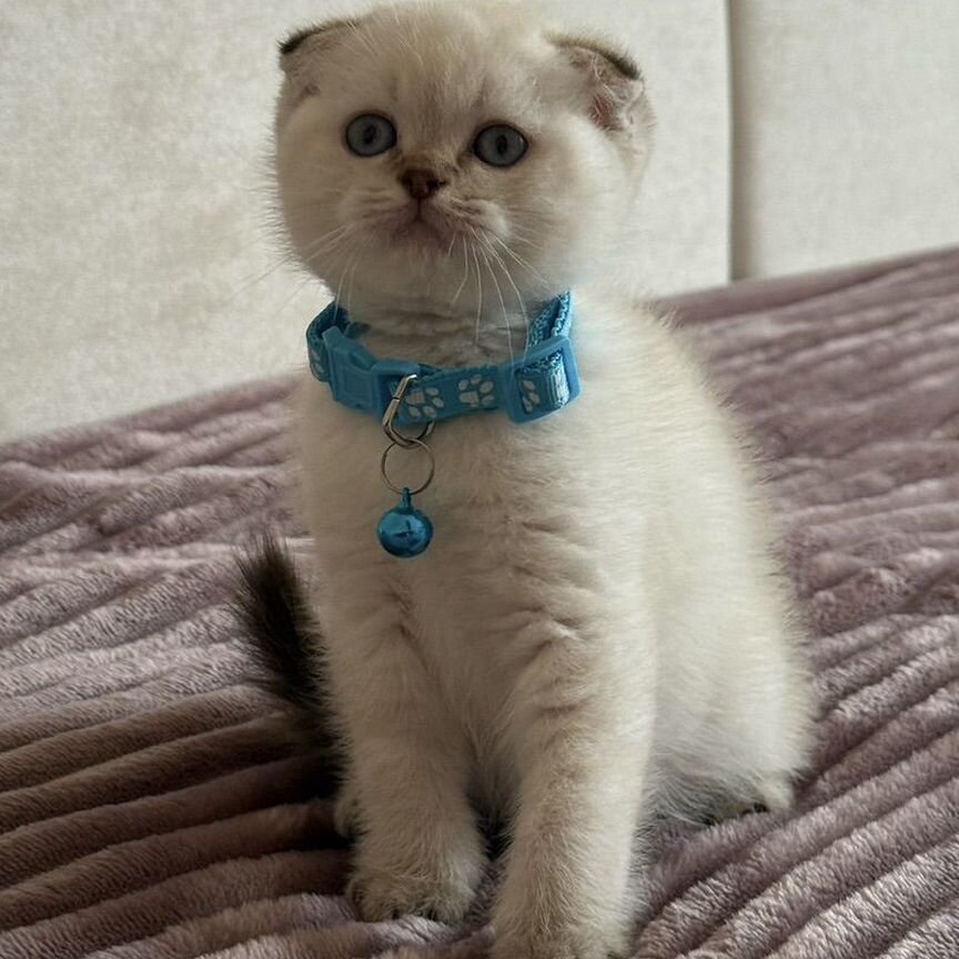 Шотландский вислоухий короткошёрстный котёнок