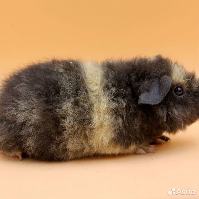 Американский тедди мальчики малыши