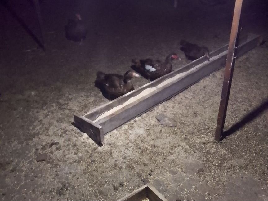 Семья уток породы Красный бык