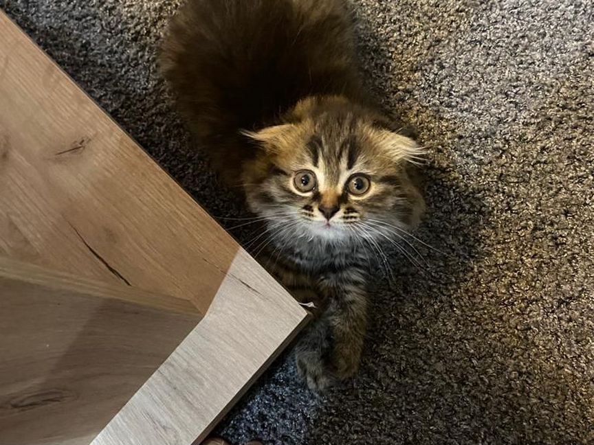 Котенок шотландский вислоухий