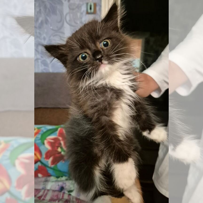 Котята в добрые руки мальчики пушистые