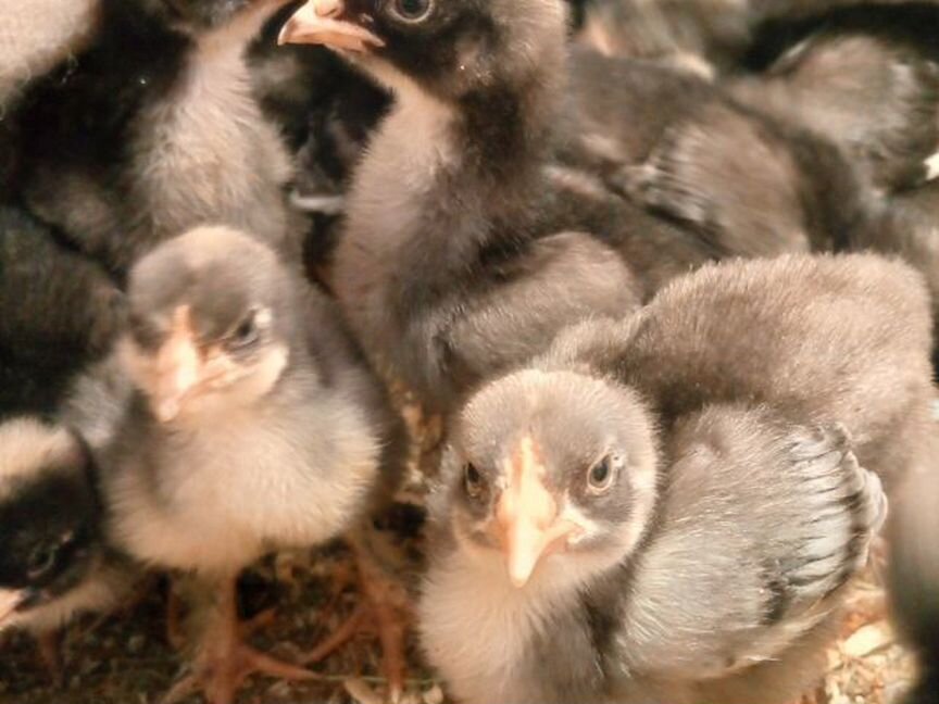 Цыплята мехеленская кукушка