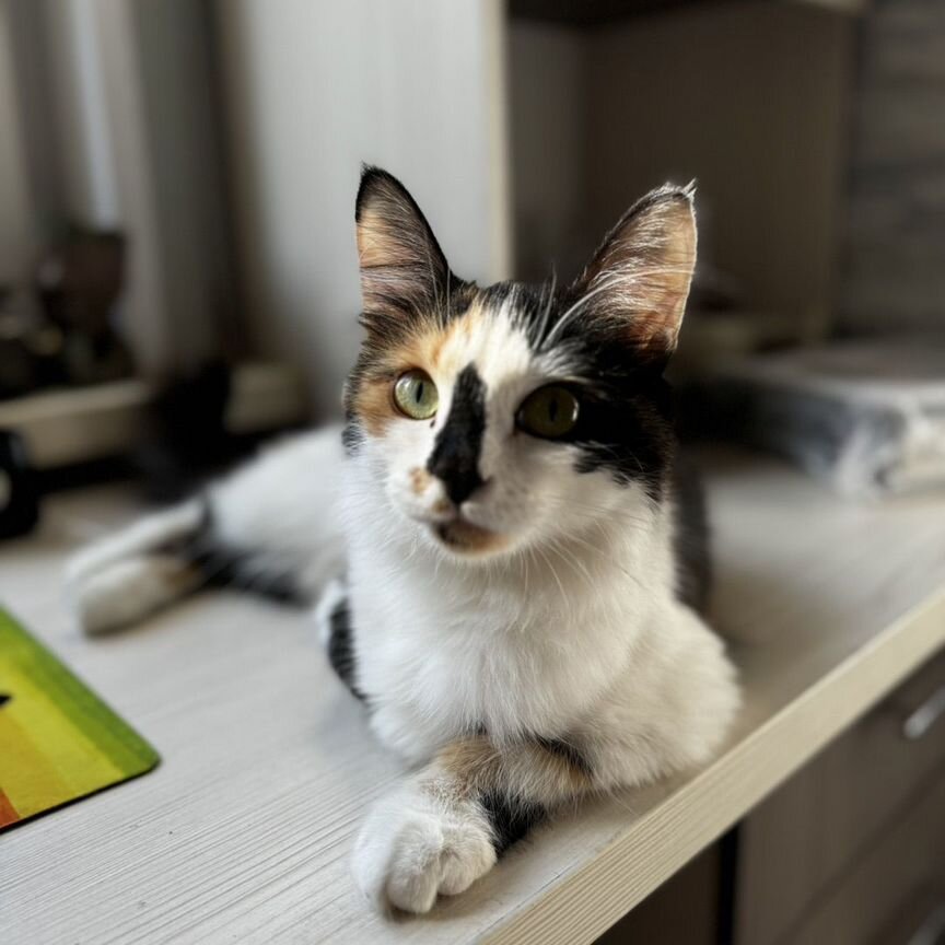Кошка и котенок в добрые руки бесплатно