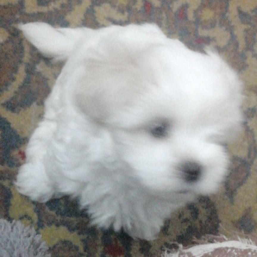 Мальтийская болонка, щенок