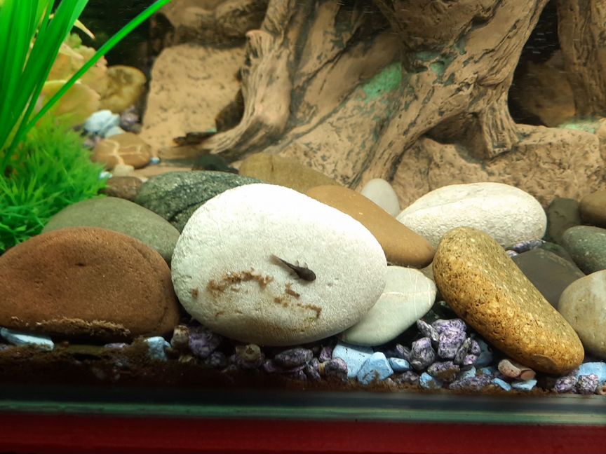 Продам сомиков прилипал