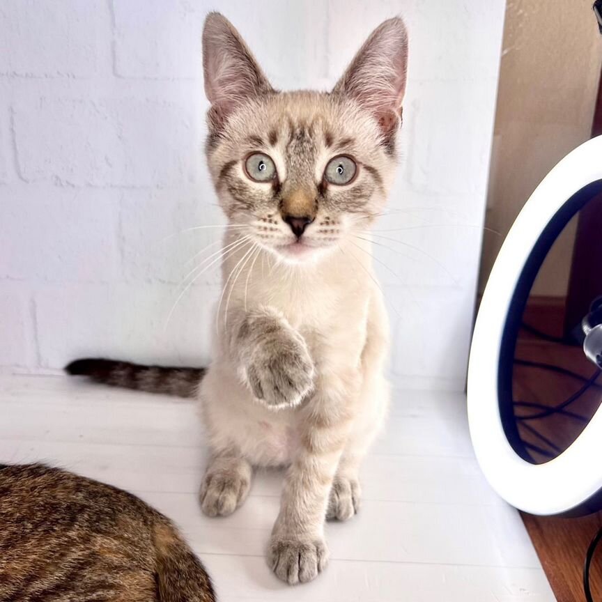 Котенок мальчик ищет дом