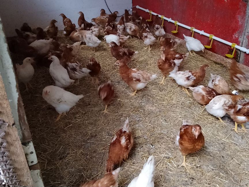 Курочки и Петушки молодые(Ломан Браун)