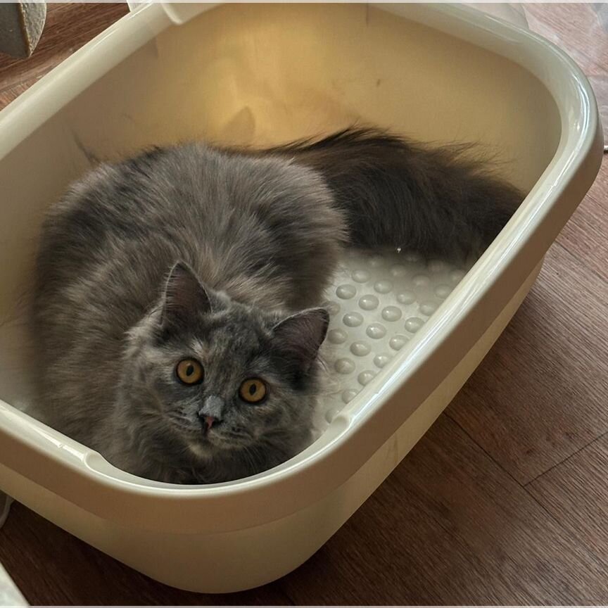 Кошечка в добрые руки